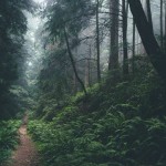Amazing Foggy Landscape Captures by Dylan Furst