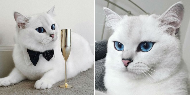 Coby The Cat has the Most Beautiful Eyes in the Universe