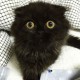 Gimo the Cat has the Biggest and Cutest Eyes You’ll Ever See – SORTRA