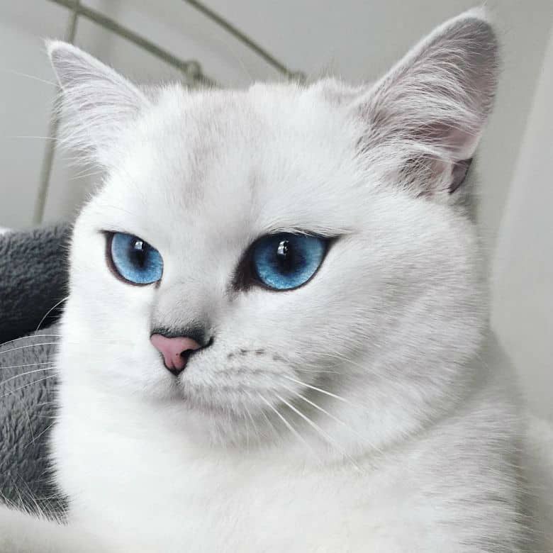 Coby The Cat has the Most Beautiful Eyes in the Universe Coby The Cat has the Most Beautiful Eyes in the Universe