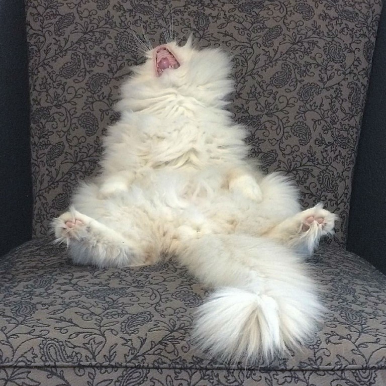 Meet Sky the Ragdoll, The Fluffiest Cat in the World
