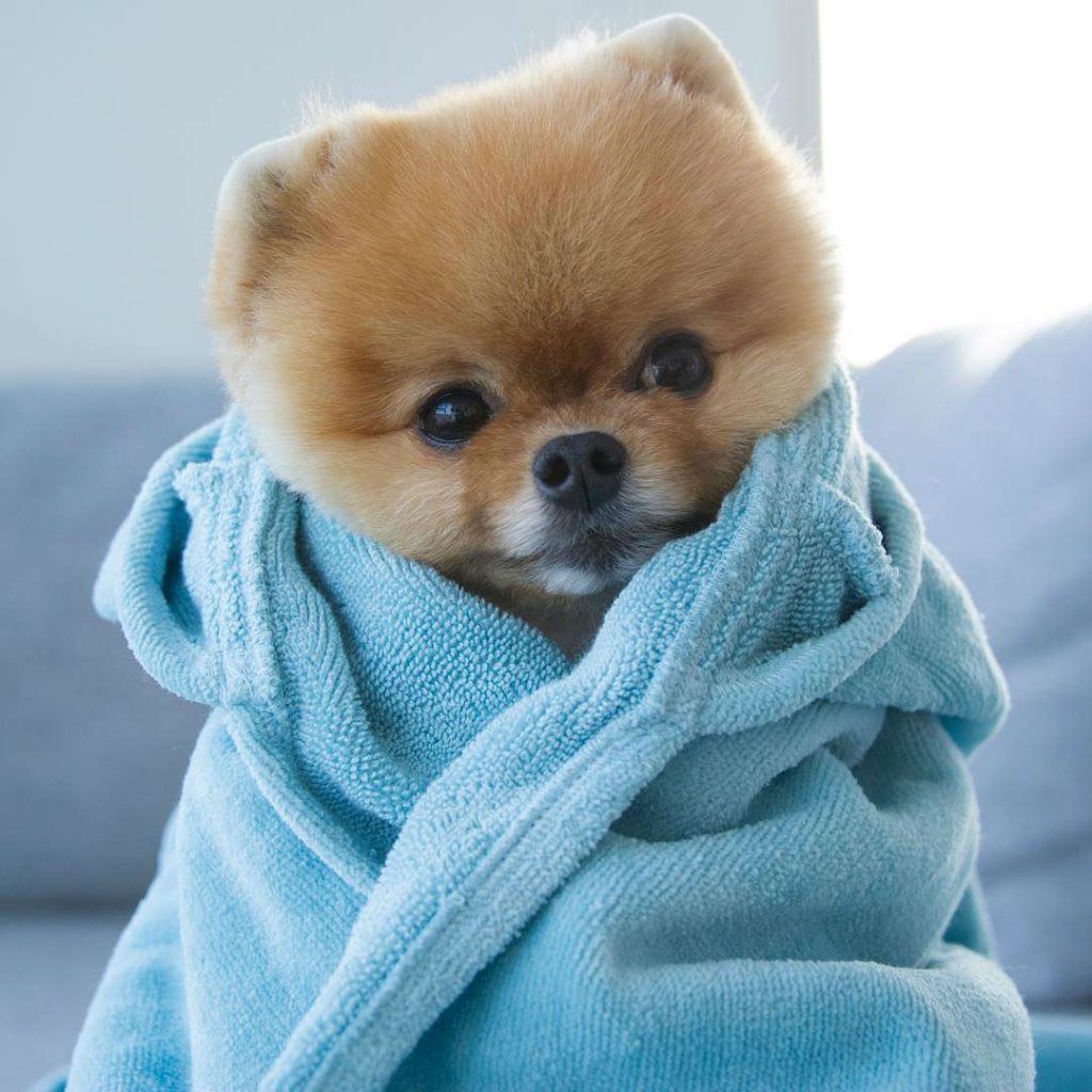 Jiff the Pomeranian is a Cute Little Dude With a Very Particular Set of ...