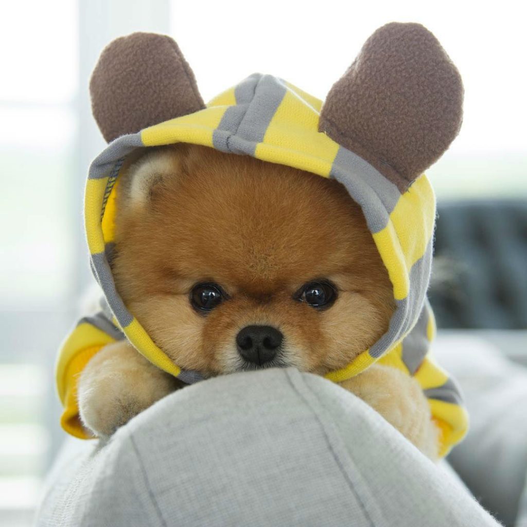 Jiff the Pomeranian is a Cute Little Dude With a Very Particular Set of ...