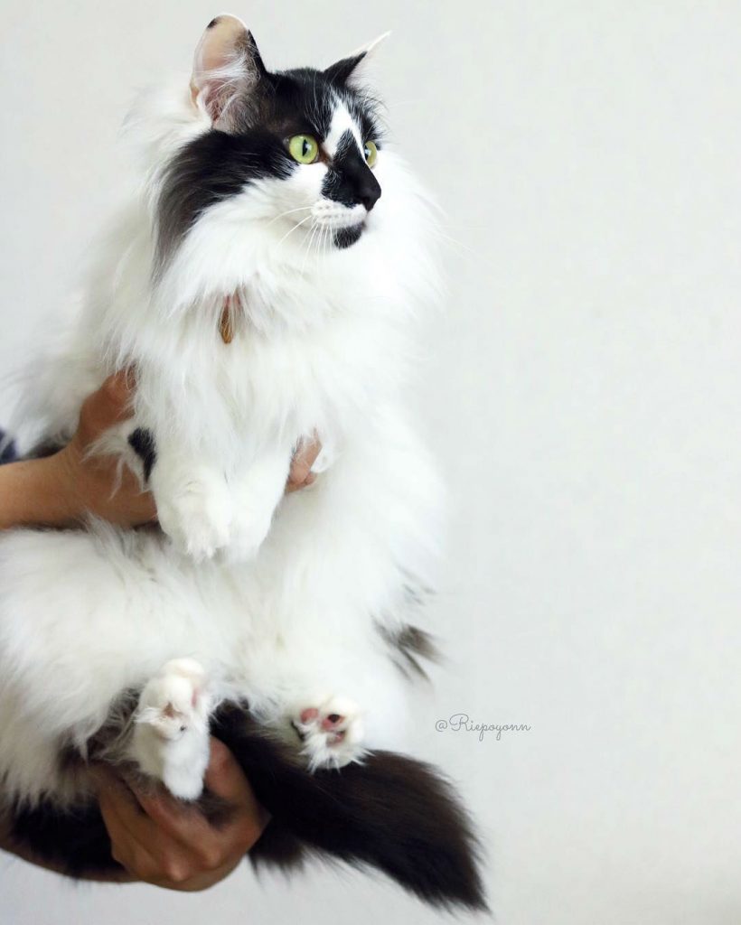 Sora is One Gentle and Ridiculously Cute Cat