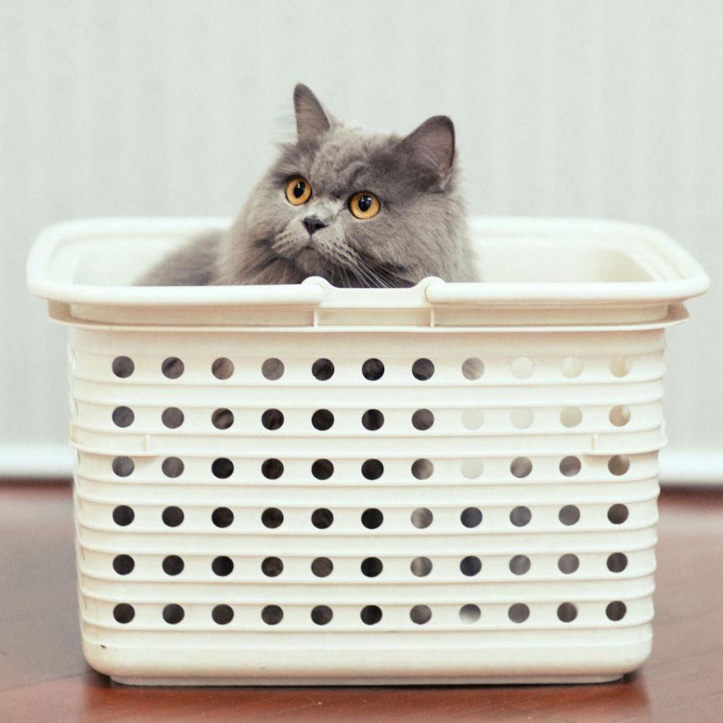 Meet Panther, the Absolutely Stunning Persian Cat