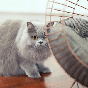 Meet Panther, the Absolutely Stunning Persian Cat