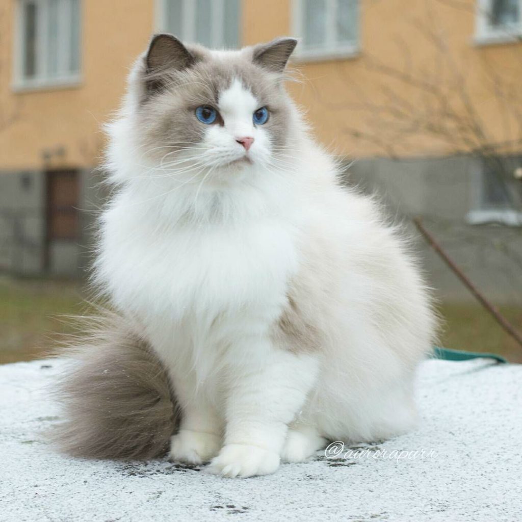 Aurora the Cat is a True Sleeping Beauty