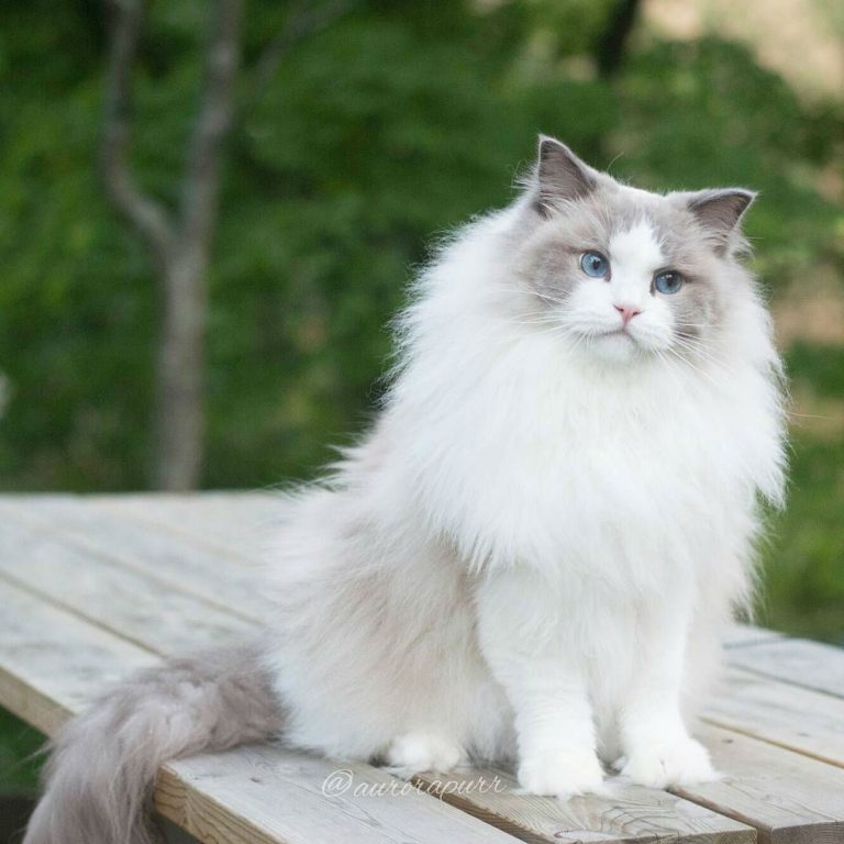 Aurora the Cat is a True Sleeping Beauty