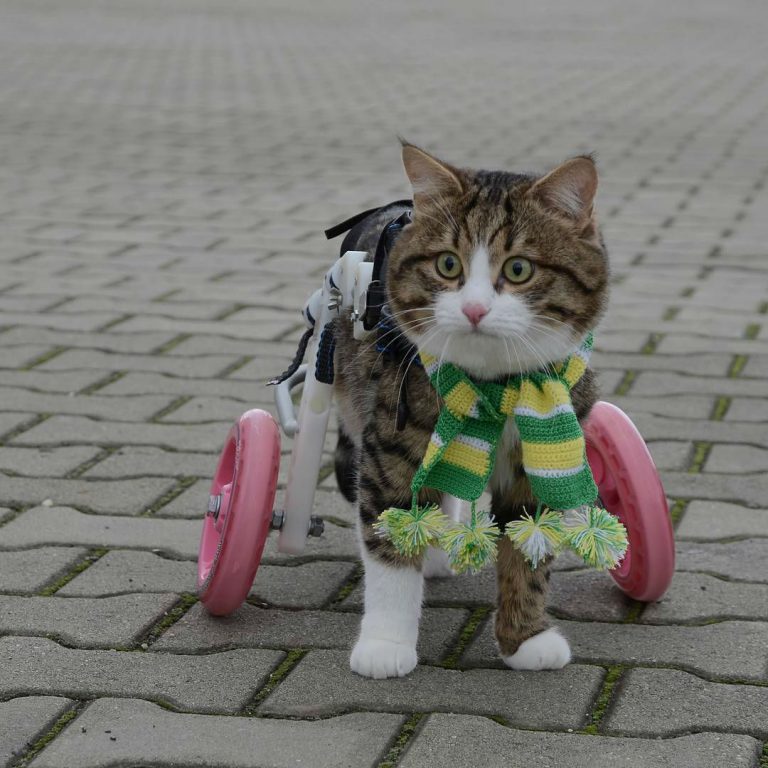Rexie is a Disabled Cat Who Lives Life to the Fullest