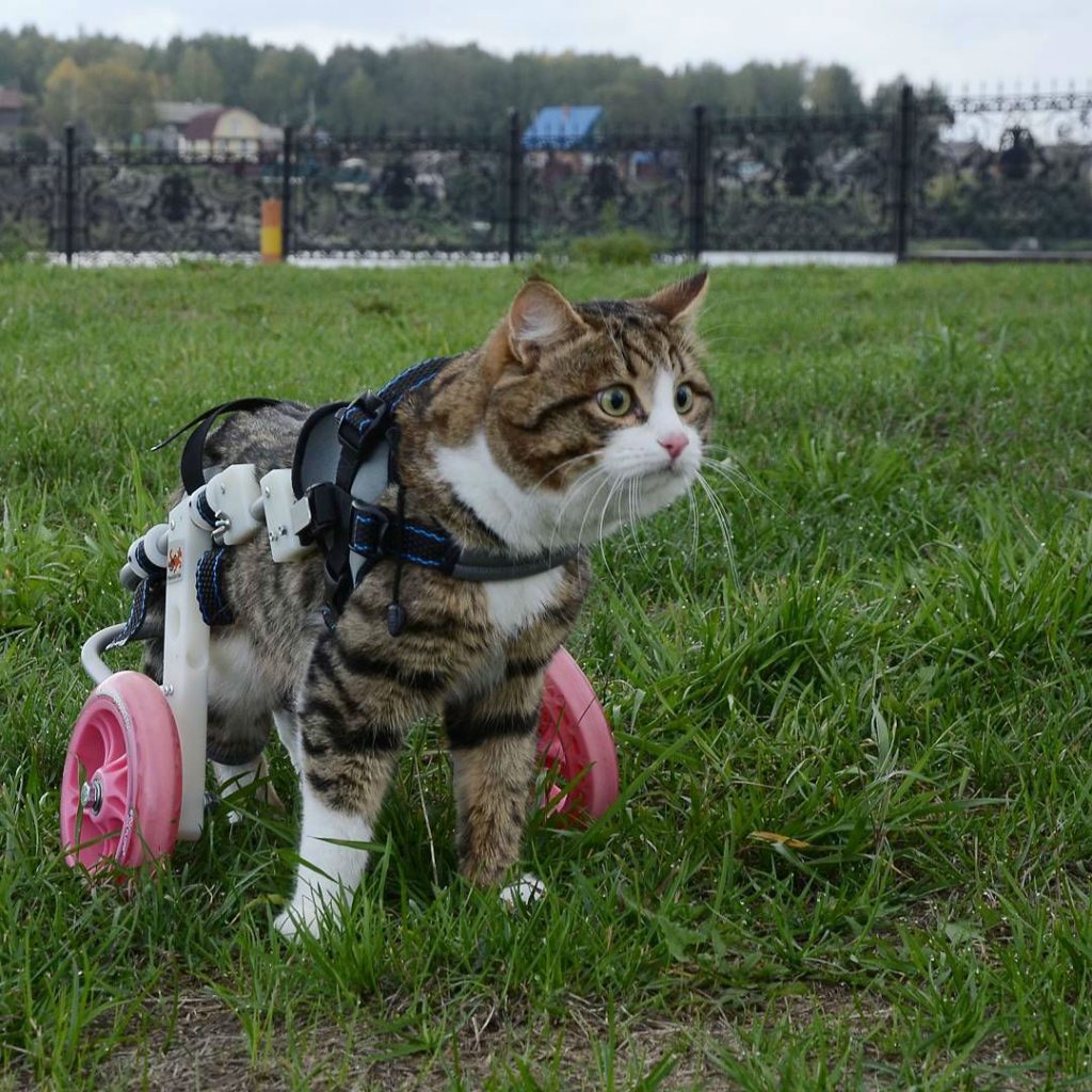 Rexie is a Disabled Cat Who Lives Life to the Fullest