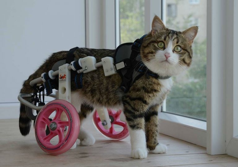 Rexie is a Disabled Cat Who Lives Life to the Fullest