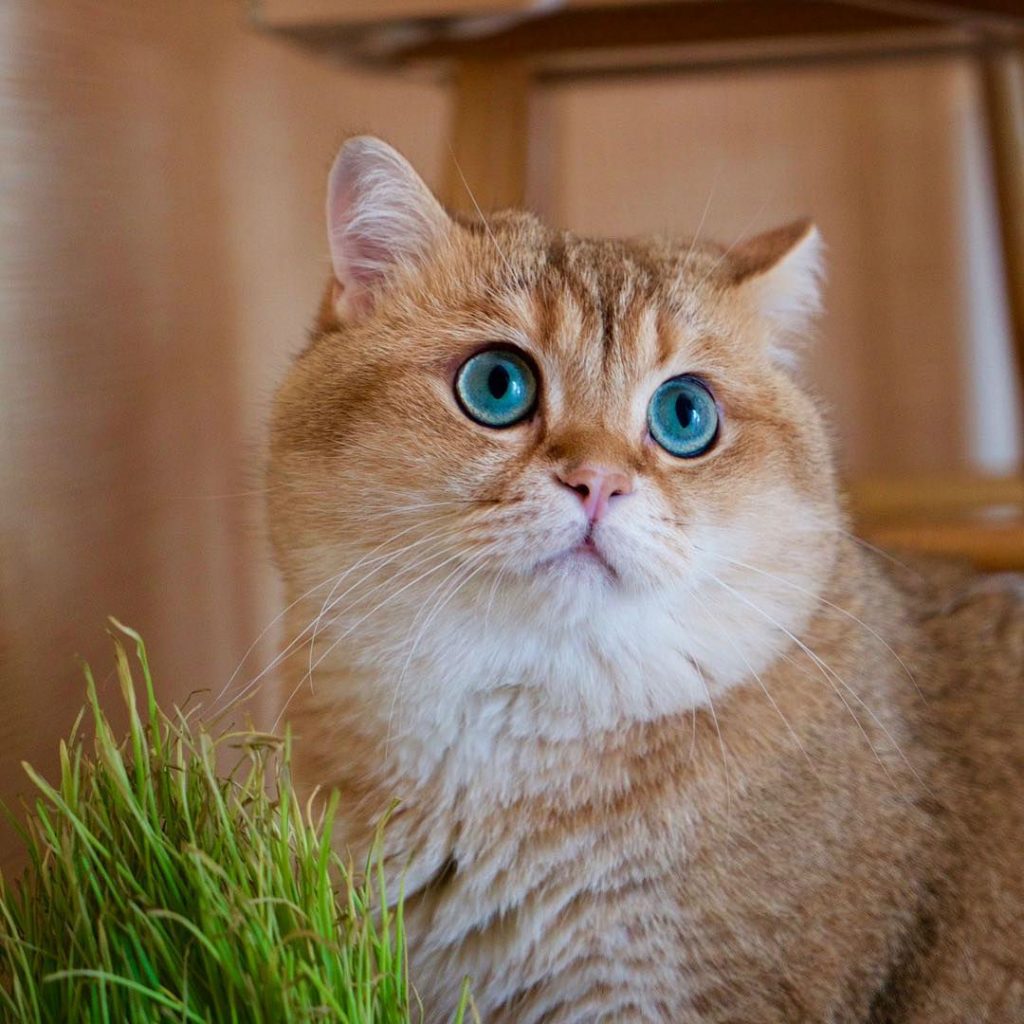 Hosico the Cat is One of the Most Beautiful Cats You'll Ever See