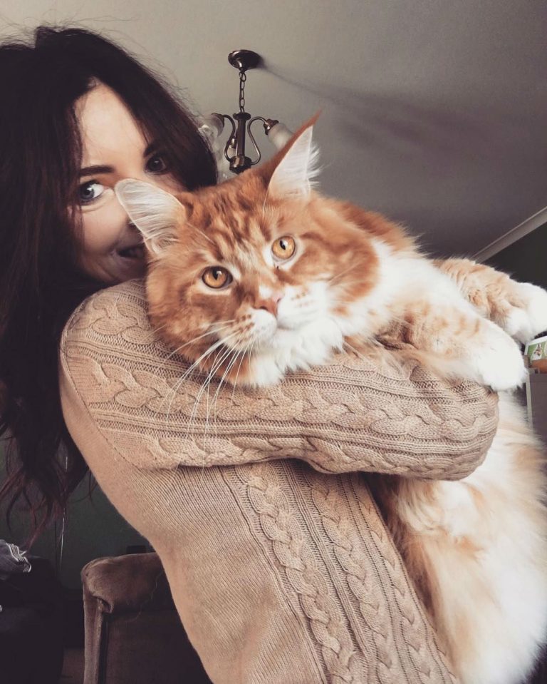 World’s Longest Cat, Omar Maine Coon of Australia