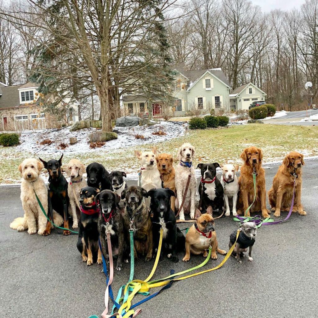 Photos of Dog Pack Buddies on Their Daily Walks