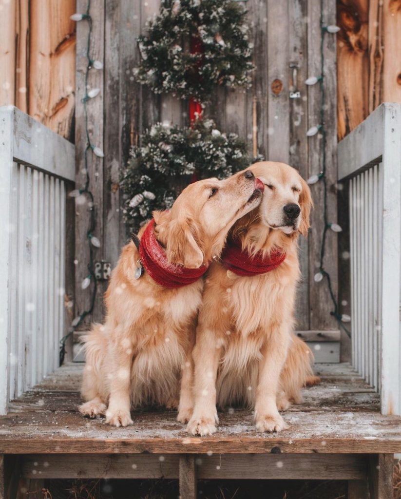 Extremely Adorable Christmas-Themed Photos of Lizzie and Ally