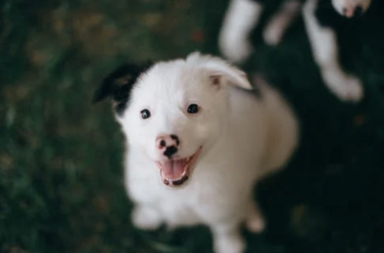 5 Tips to Raise a Happy Puppy