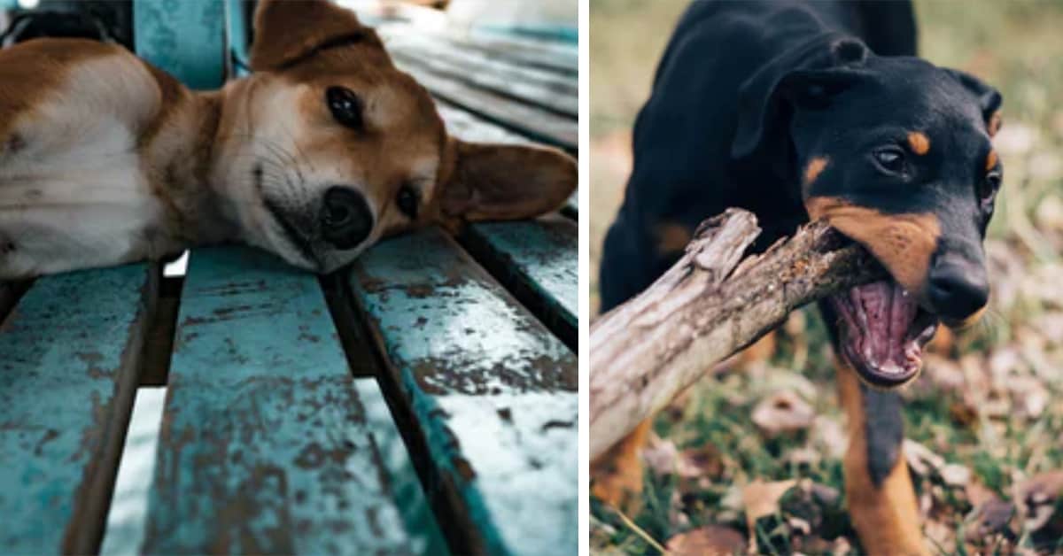 6 Crucial Things To Do If You Get Attacked By A Stray Dog