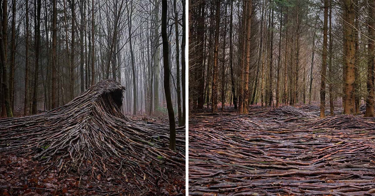 9 Deadwood Waves Rise in Forests of Germany