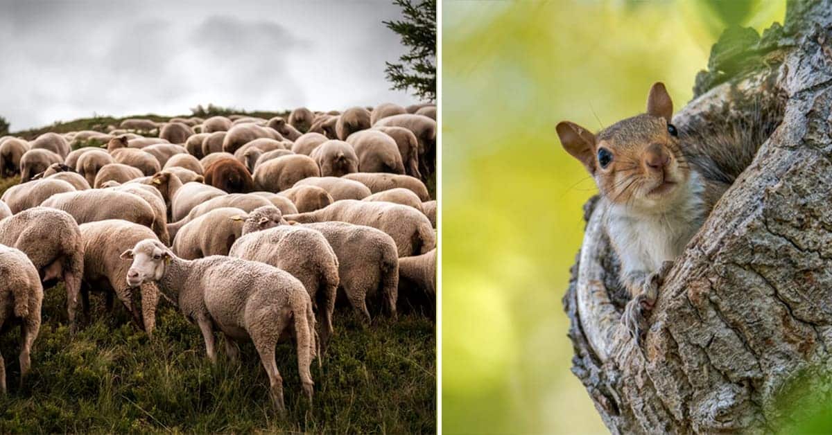 5 Animals That Have Interesting Actions Related to the Weather